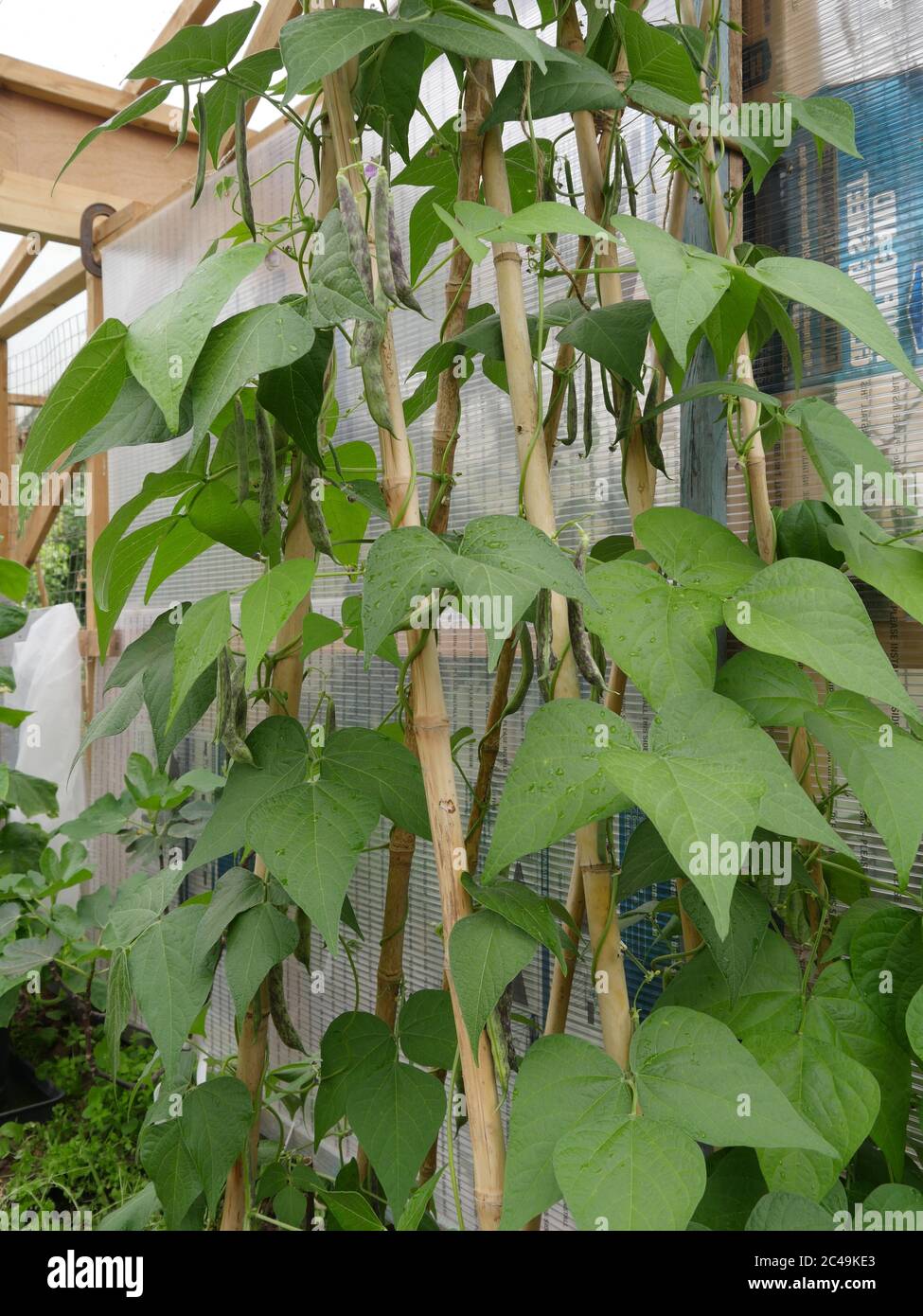 Bridgwater Bean climbing bamboo canes Stock Photo - Alamy