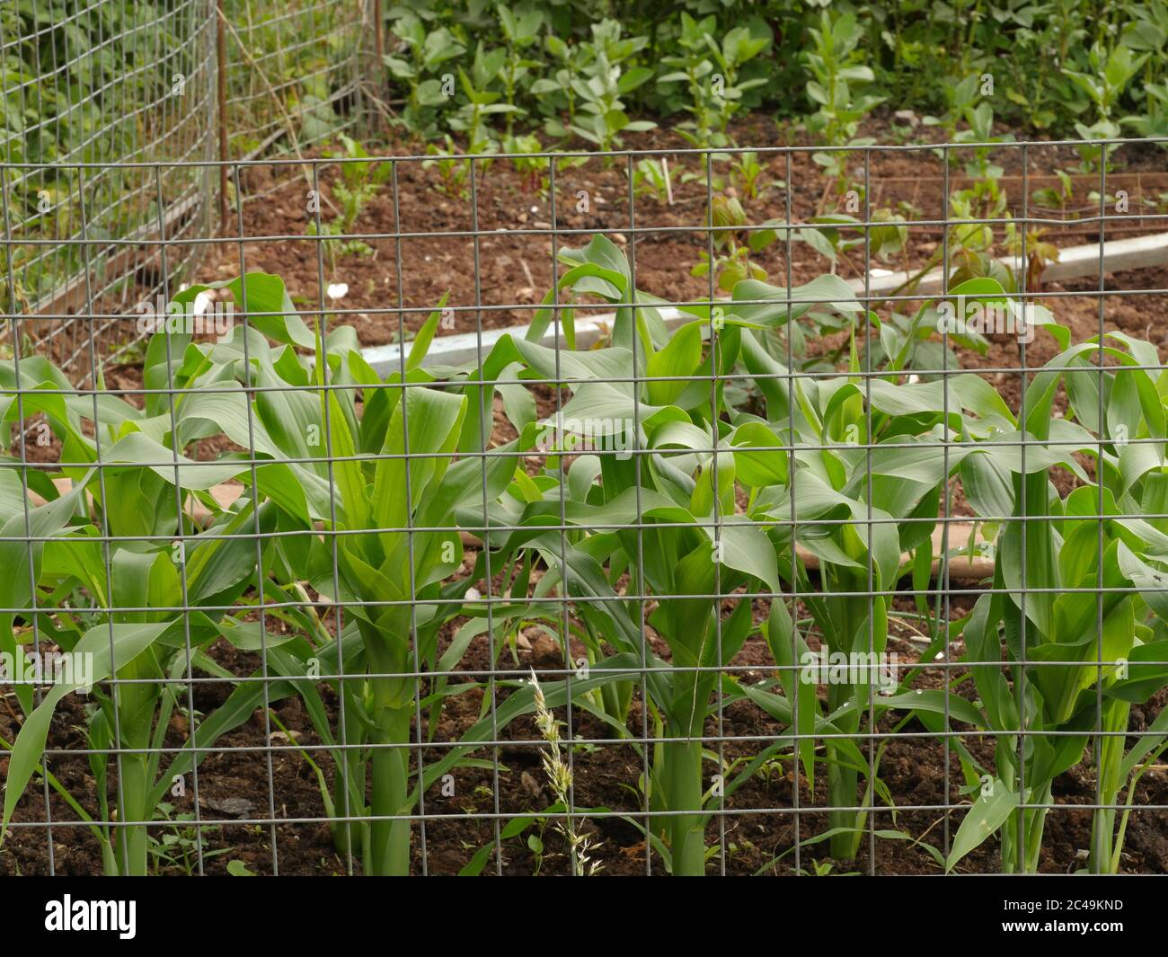 Sweet corn protection hi-res stock photography and images - Alamy