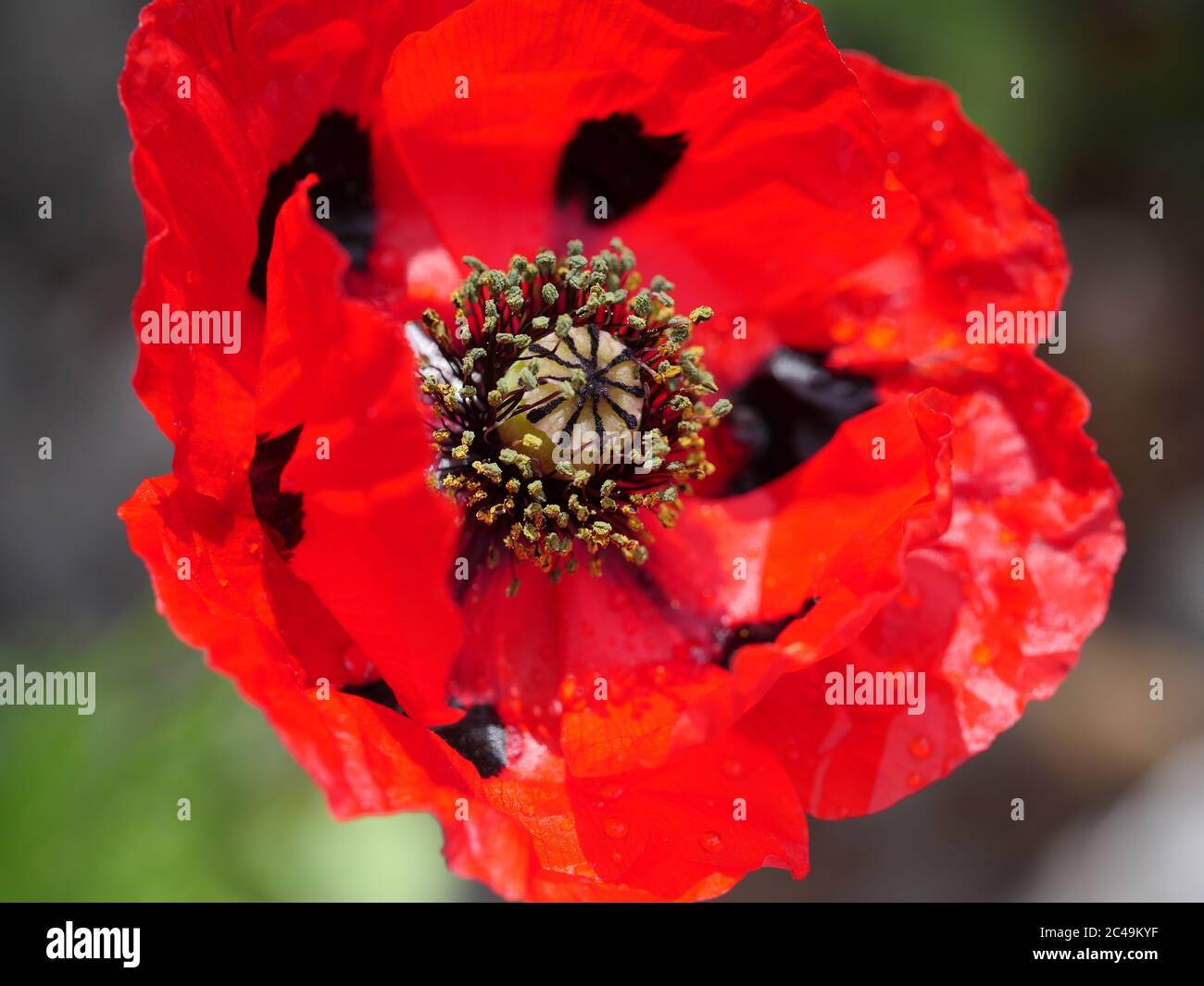 Ladybird close up hi-res stock photography and images - Alamy