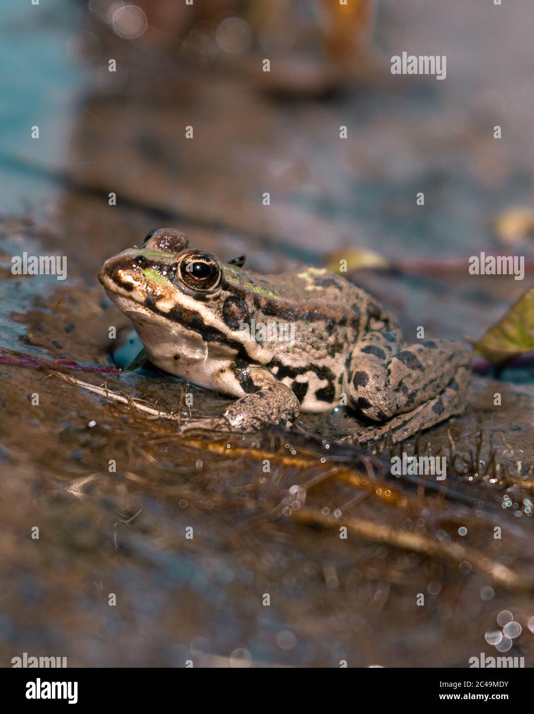 Frog on the swamp Stock Photo - Alamy