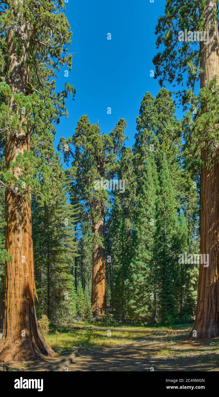 sequoia-national-park-in-california-usa-stock-photo-alamy