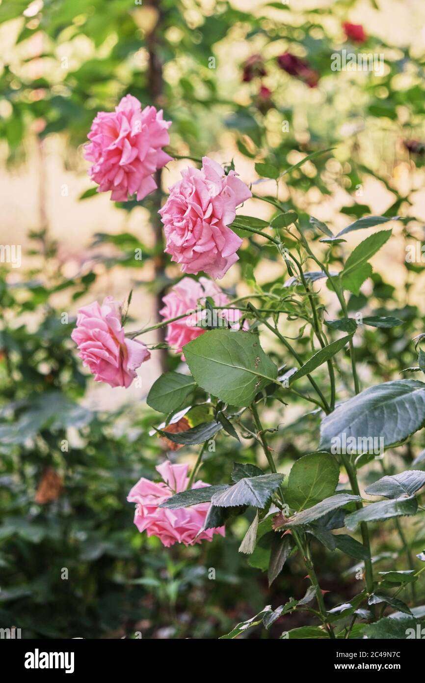 Cabbage roses hi-res stock photography and images - Alamy
