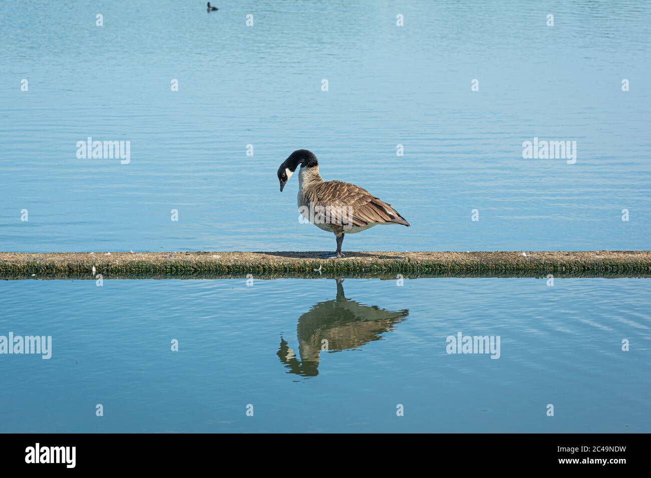 Canada goose (Branta canadensis). Reflection in the water. Blue water ...