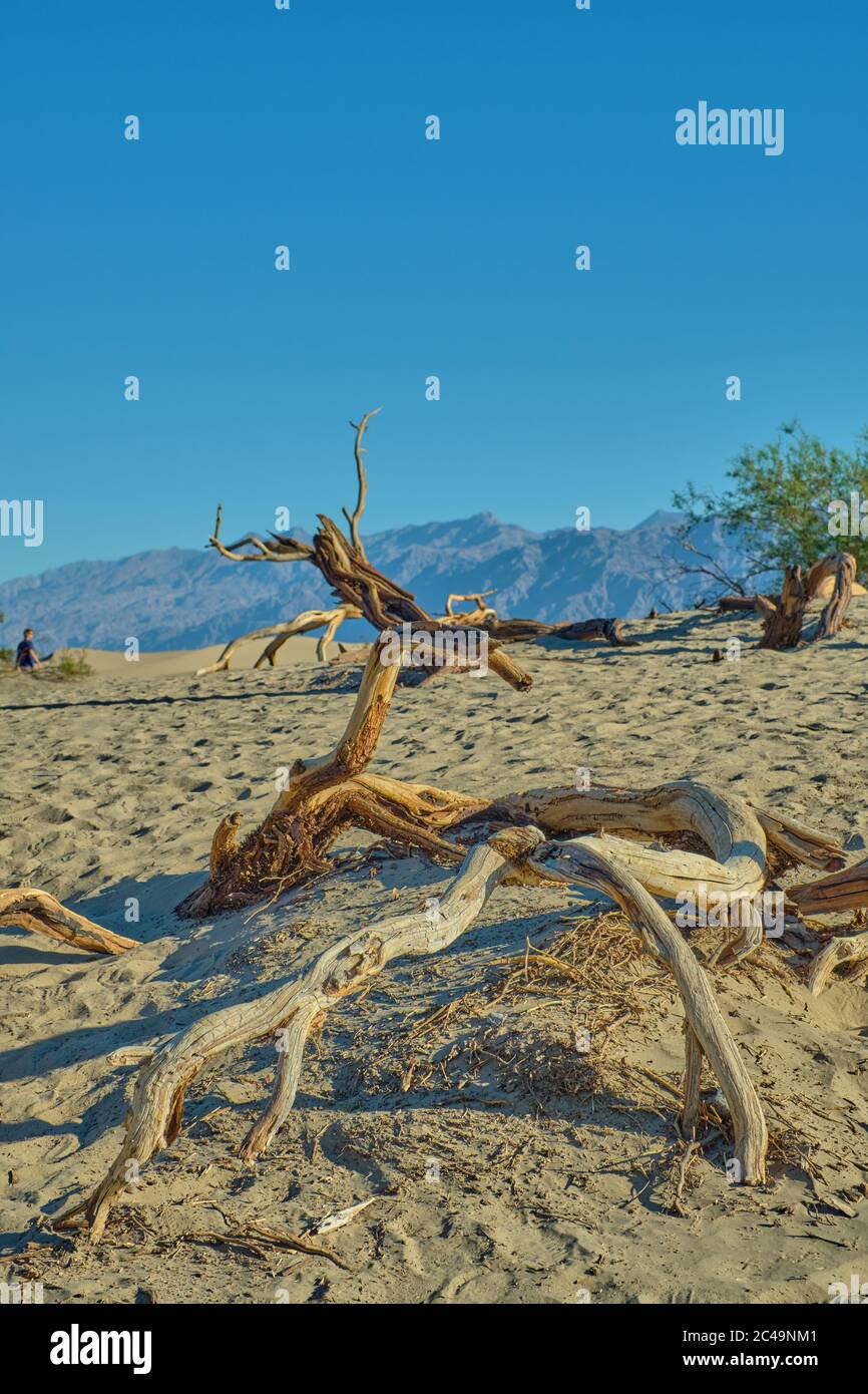 Dead mesquite tree hi-res stock photography and images - Alamy