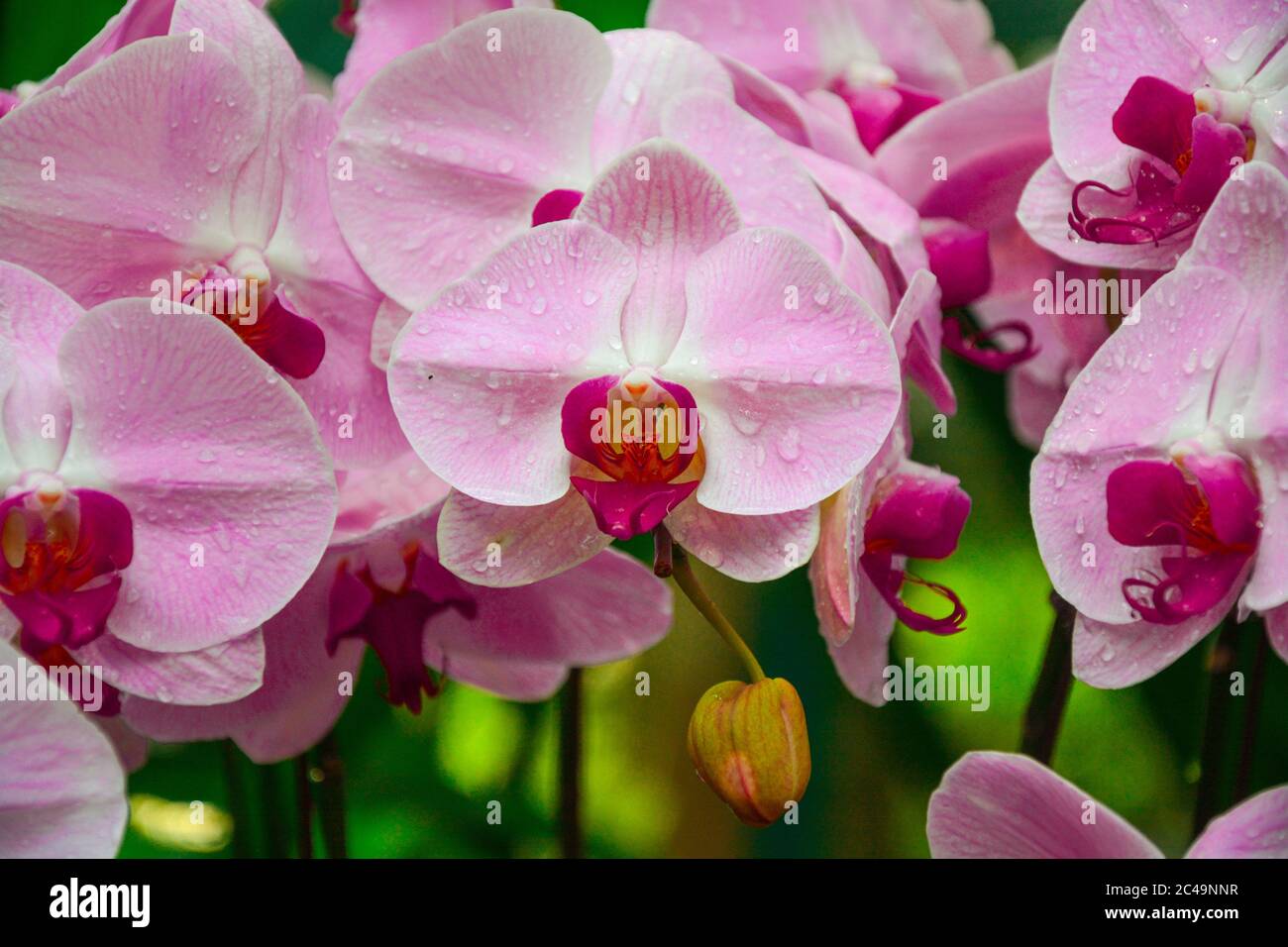 Shot of the beautiful pink Moth orchids flowers dripping in crystal ...