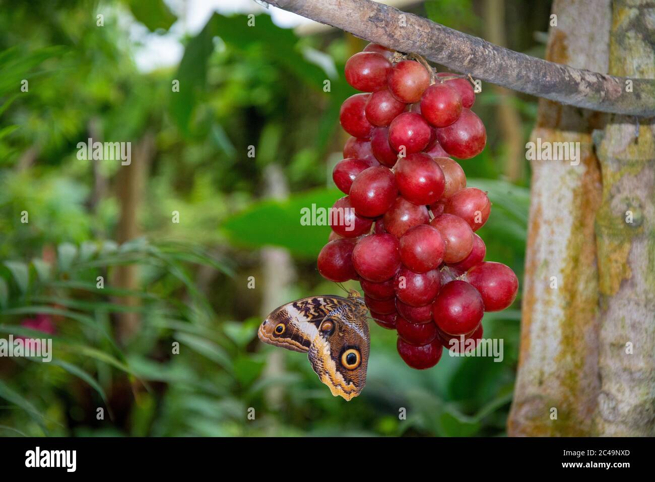 Shot of a beautiful butterfly gathering nectar from juicy red grapes ...