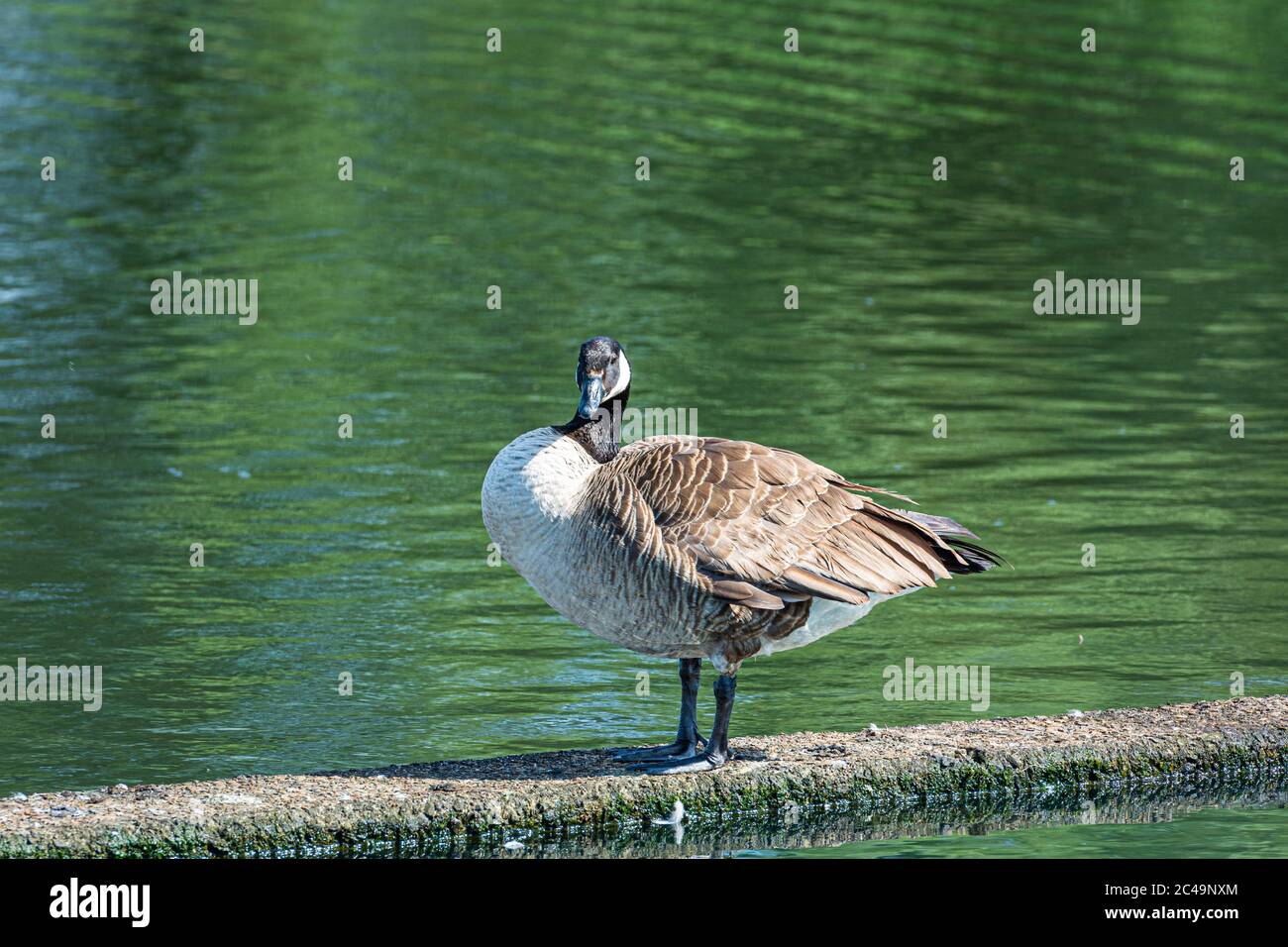 Canada goose (Branta canadensis). Green water background. Picture from ...