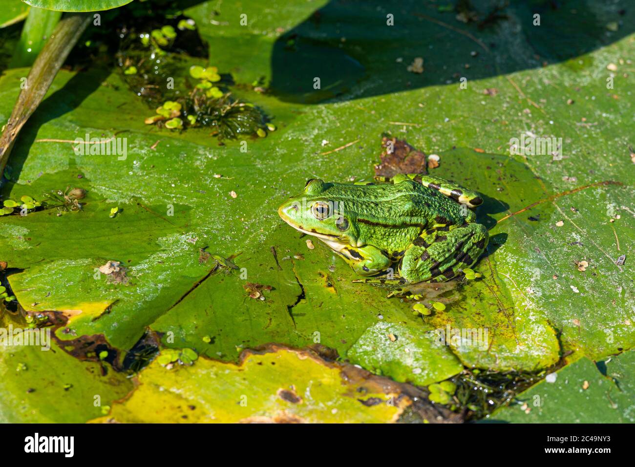 A green edible frog, Pelophylax kl. esculentus on a water lily leaf ...