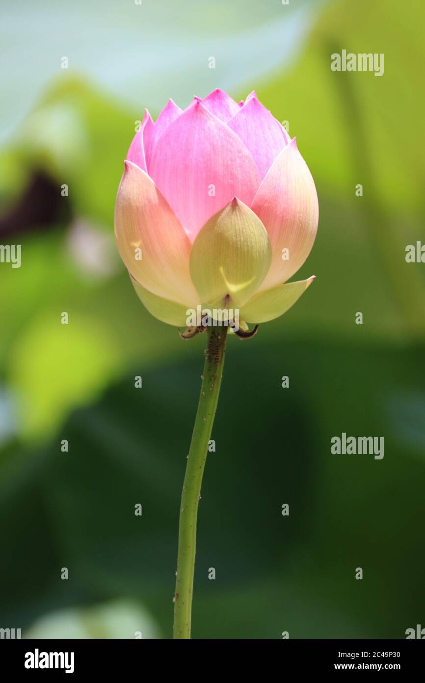 Pink lotus bud Stock Photo - Alamy