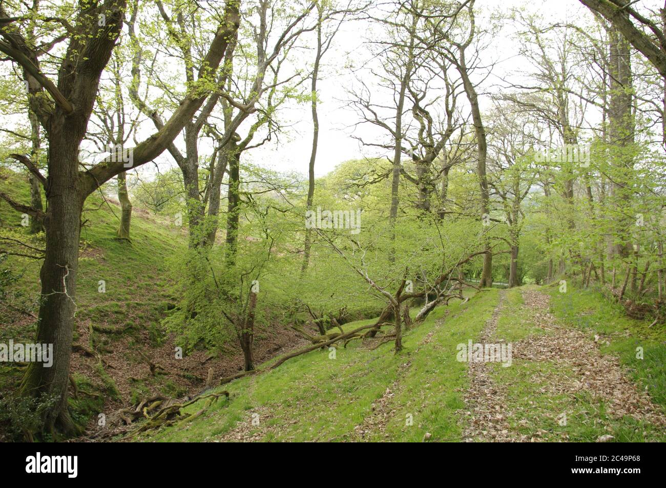 Road surrounded by green trees and bushes Stock Photo - Alamy