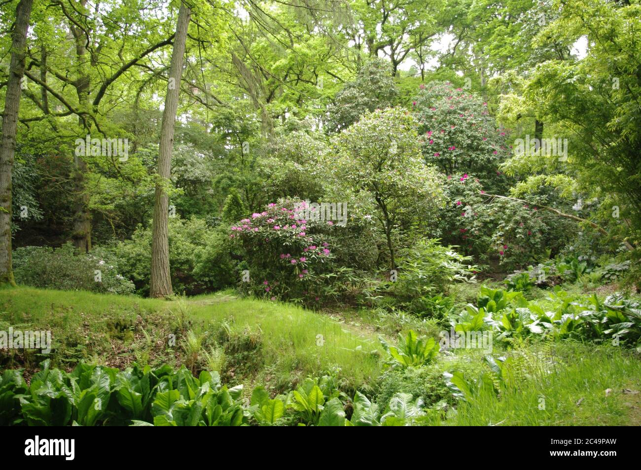 Green forest with tall trees and bushes during daytime Stock Photo - Alamy