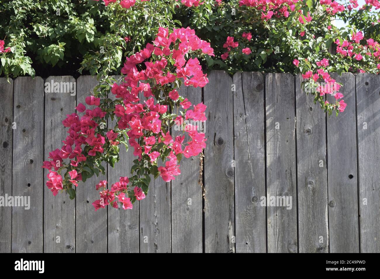 Draping flowers hi-res stock photography and images - Alamy