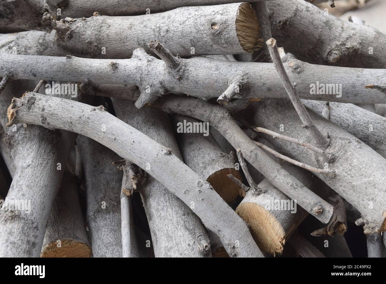 Black tree leaves limbs hi-res stock photography and images - Alamy