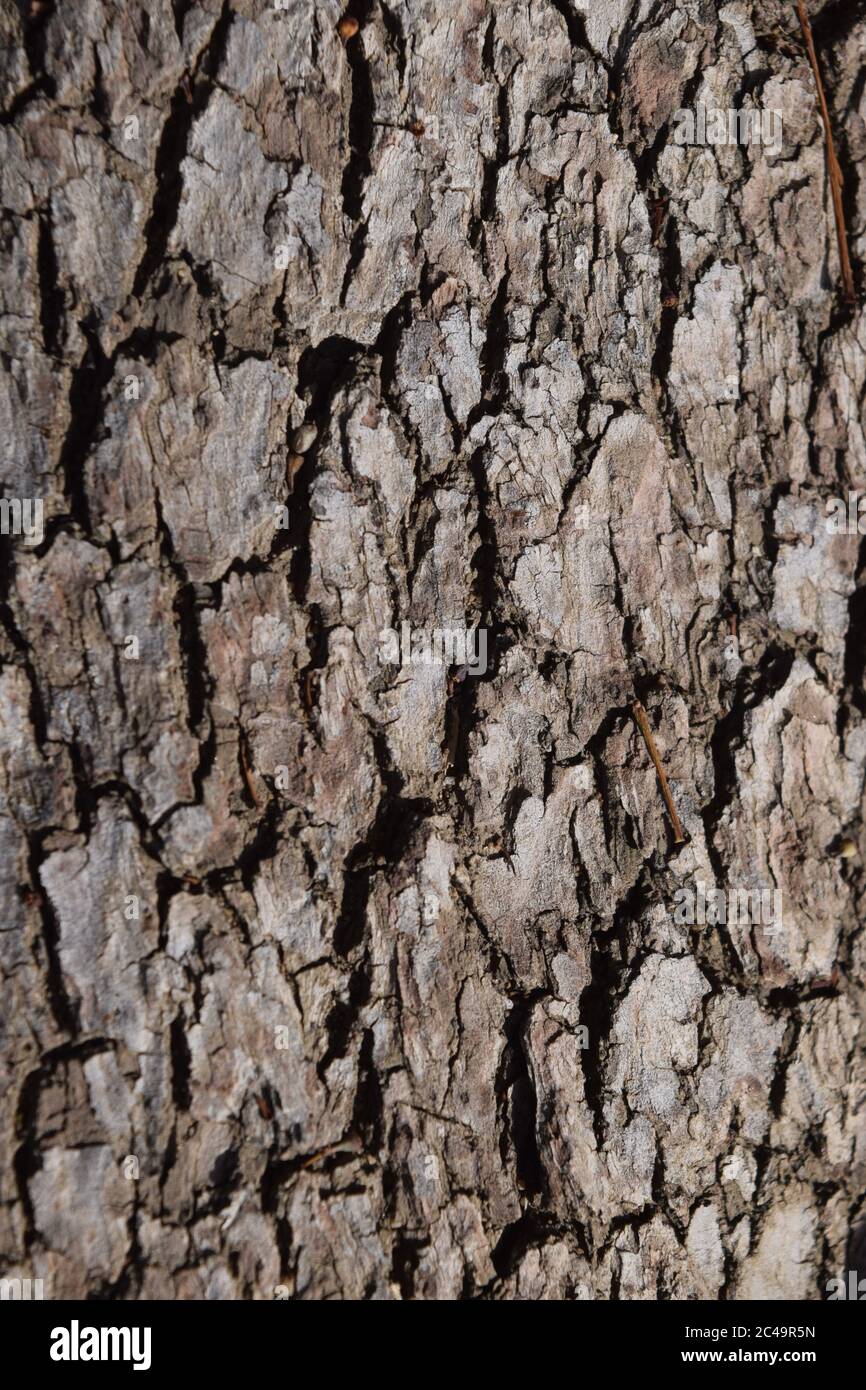 Vertical shot of a heavy textured dark tree bark Stock Photo - Alamy