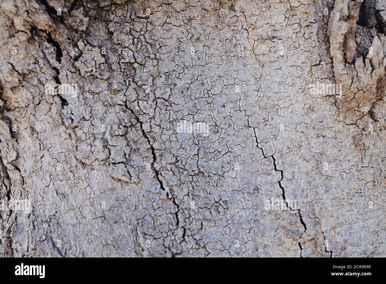 Closeup shot of a grey tree bark with small thin lines through it Stock ...