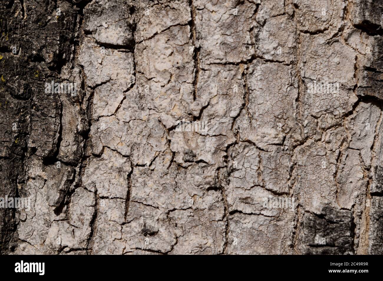 Dark thick colored heavy textured tree bark Stock Photo - Alamy