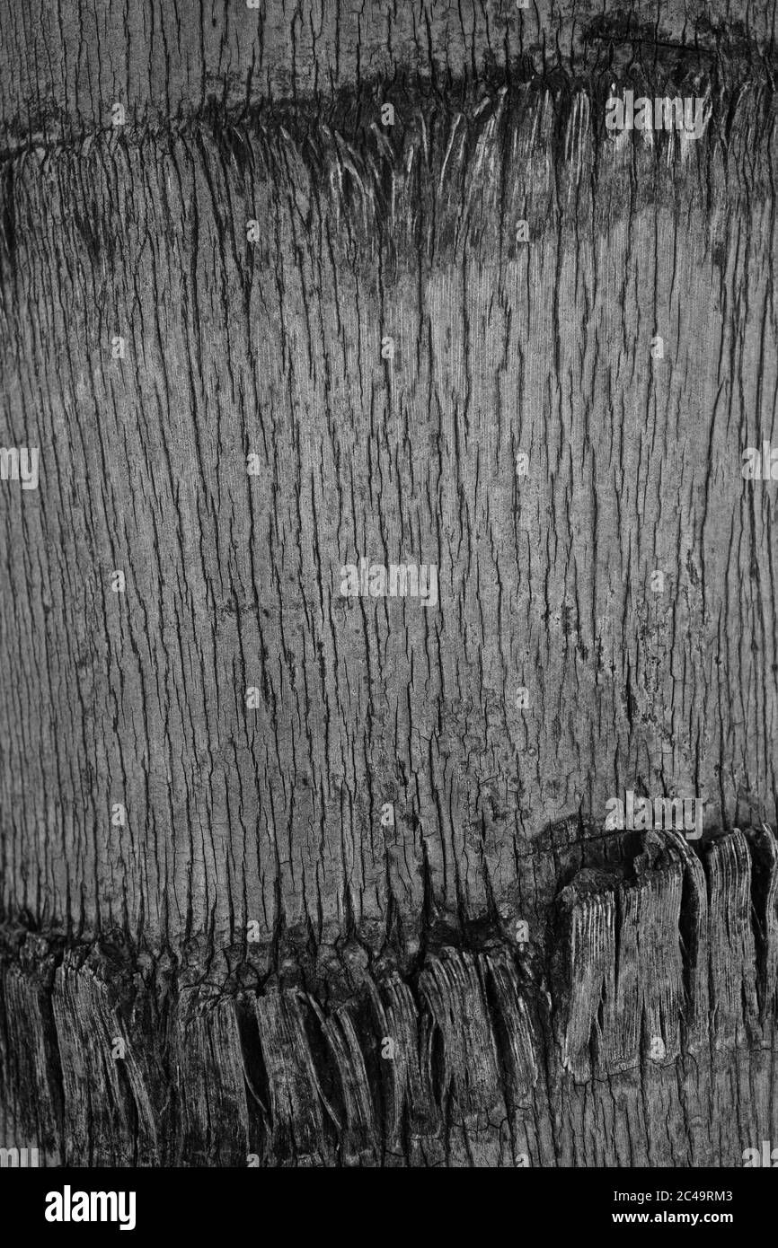 Palm tree material Black and White Stock Photos & Images - Alamy