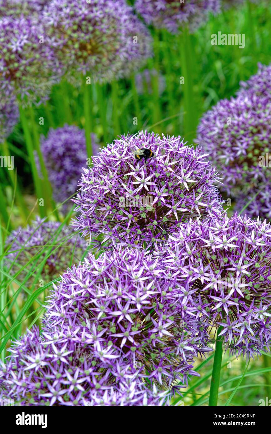 Alliums onions hi-res stock photography and images - Alamy