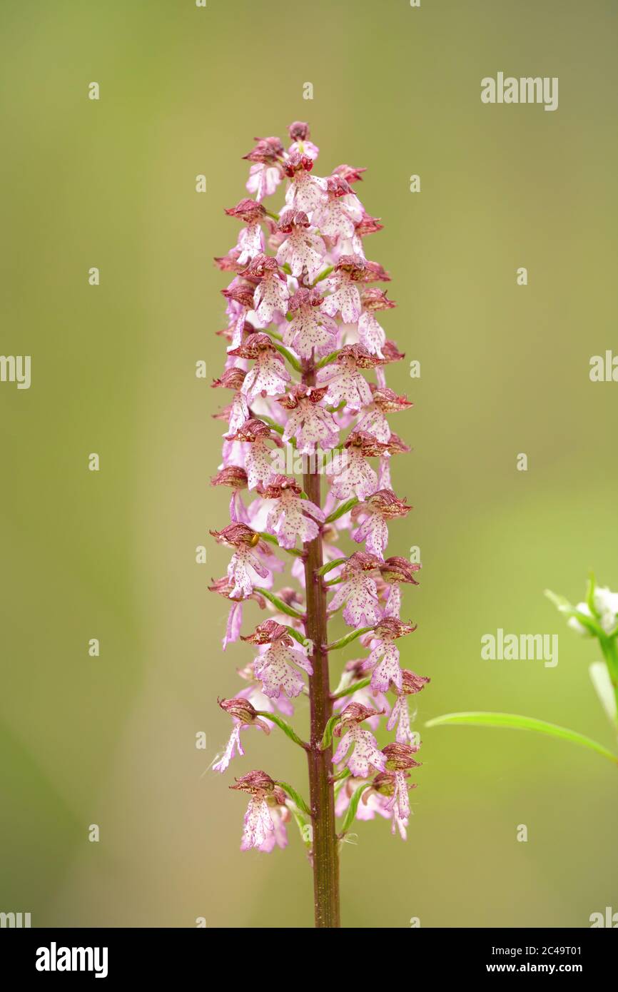 Beautiful orchid flower in garden. Orchid garden. Orchid background ...