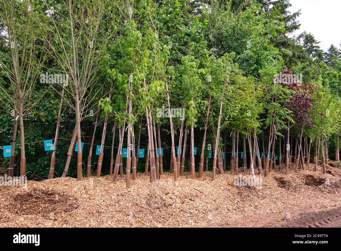 Tree planting québec hi-res stock photography and images - Alamy