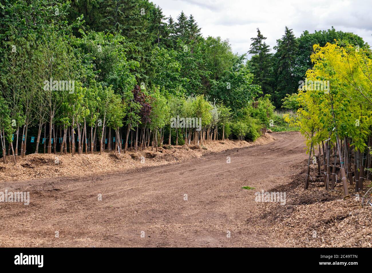 Large selection of tree saplings ready to be picked up to be planted by ...
