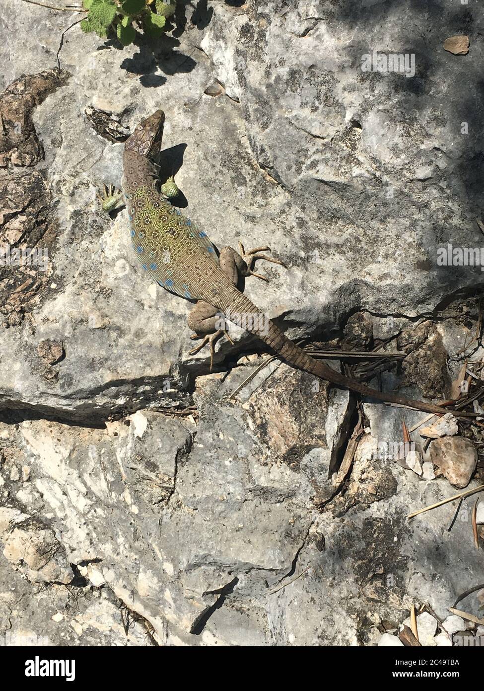 Vertical high angle shot of an exotic lizard standing on a big rock ...