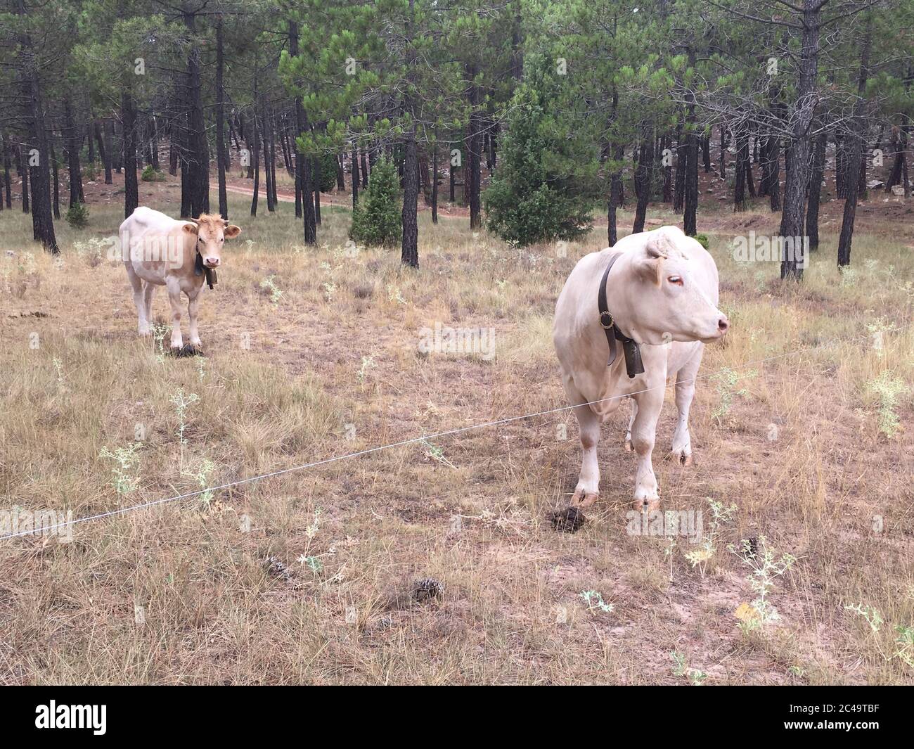 White cows grazing on a field surrounded by beautiful tall trees in a ...