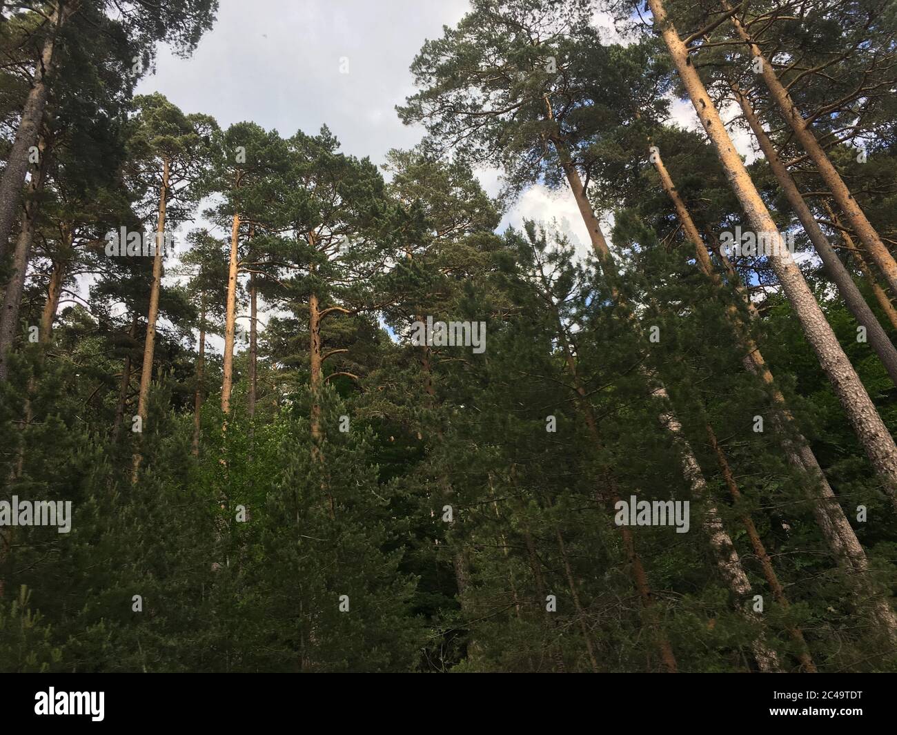 Low angle shot of the beautiful tall trees going up towards the sky captured in a forest Stock ...