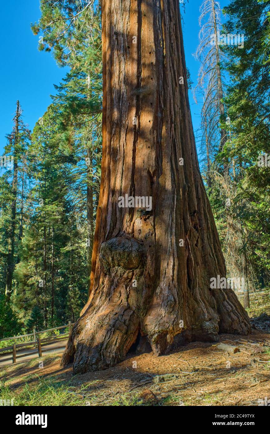 Sequoia National Park in California, USA Stock Photo - Alamy