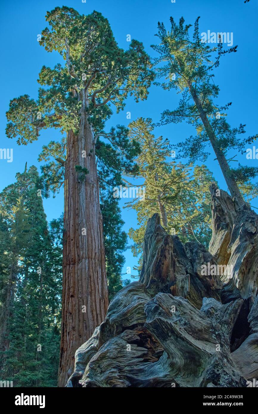 Sequoia National Park In California USA Stock Photo Alamy