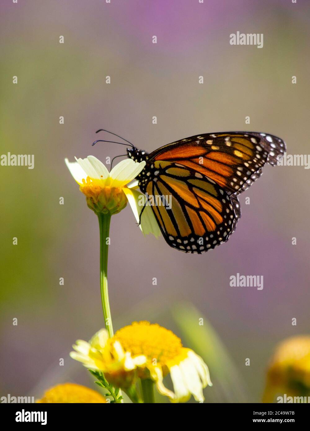 Beautiful large Monarch butterfly (Danaus plexippus) in profile feeding ...