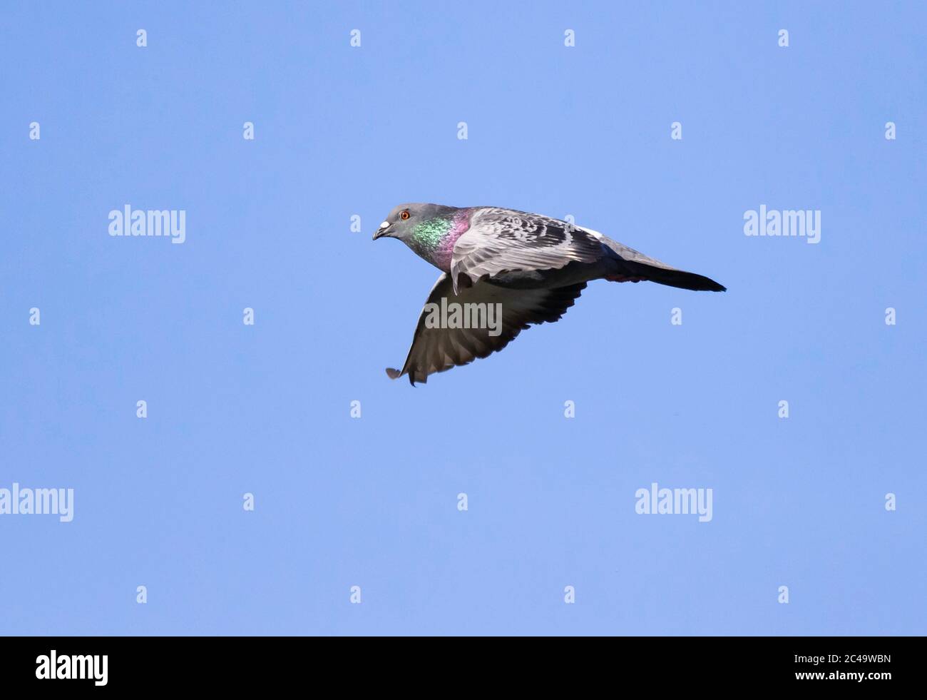 Feral rock pigeon in flight hi-res stock photography and images - Alamy