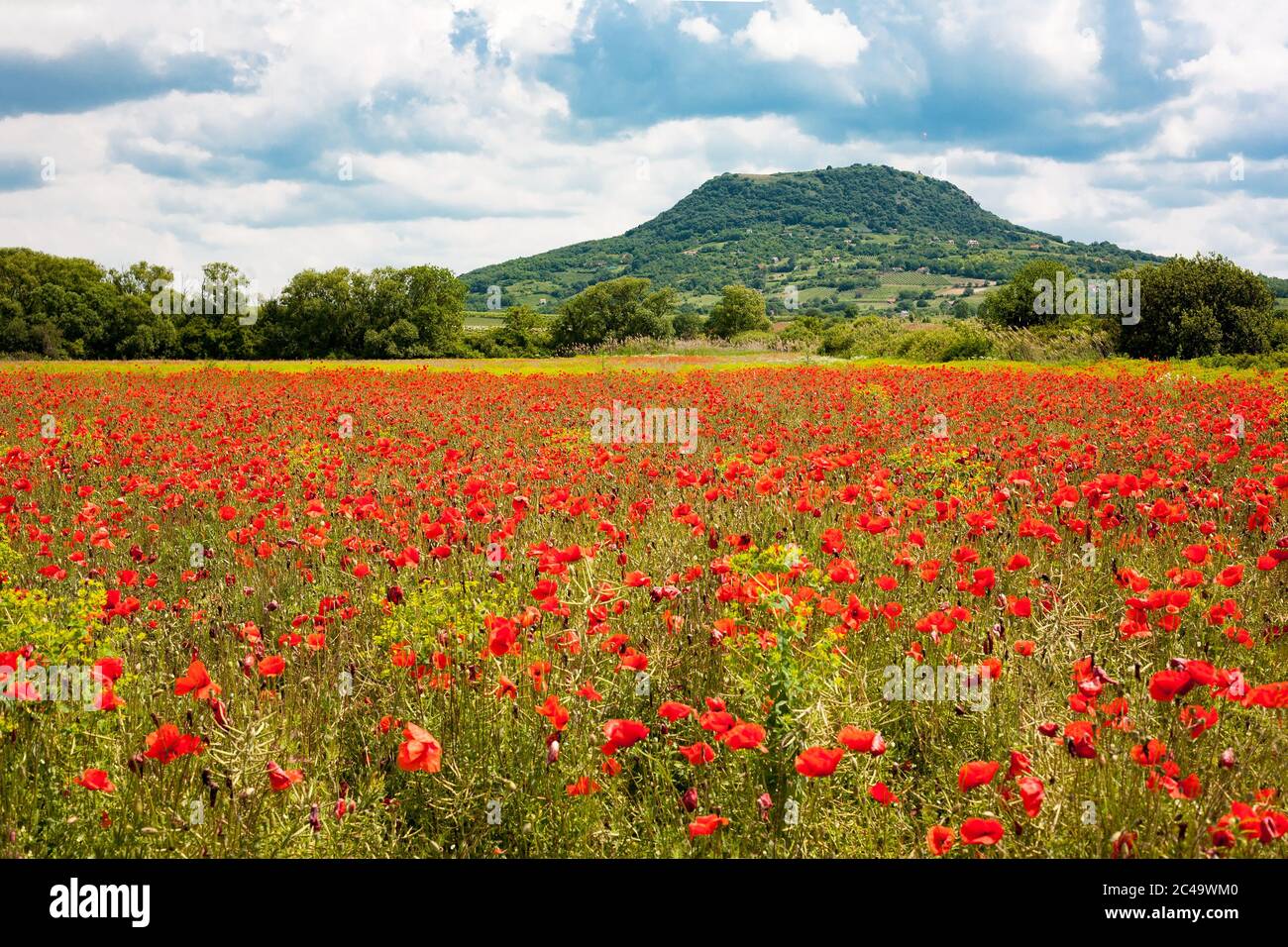Rural scenery with poppy field in the front Stock Photo - Alamy