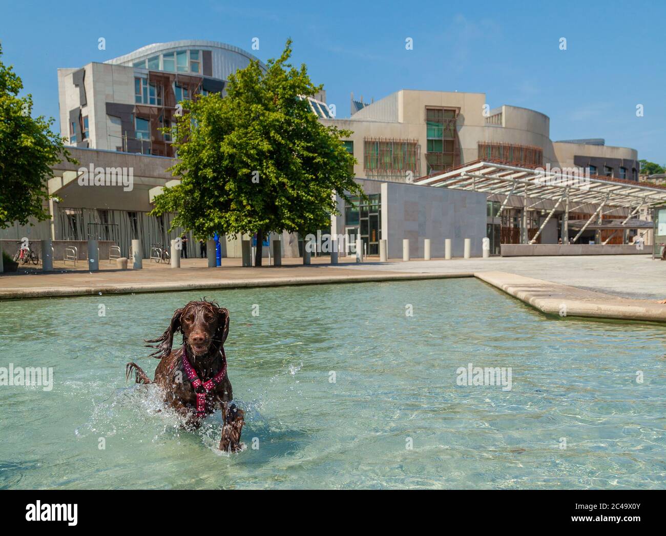 Holyrood ponds hi-res stock photography and images - Alamy