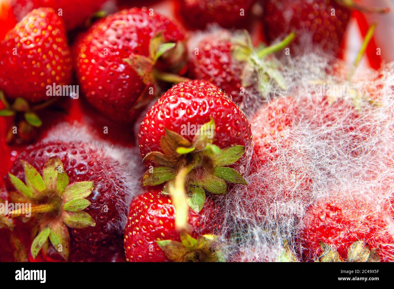 Rotten strawberries hi-res stock photography and images - Alamy
