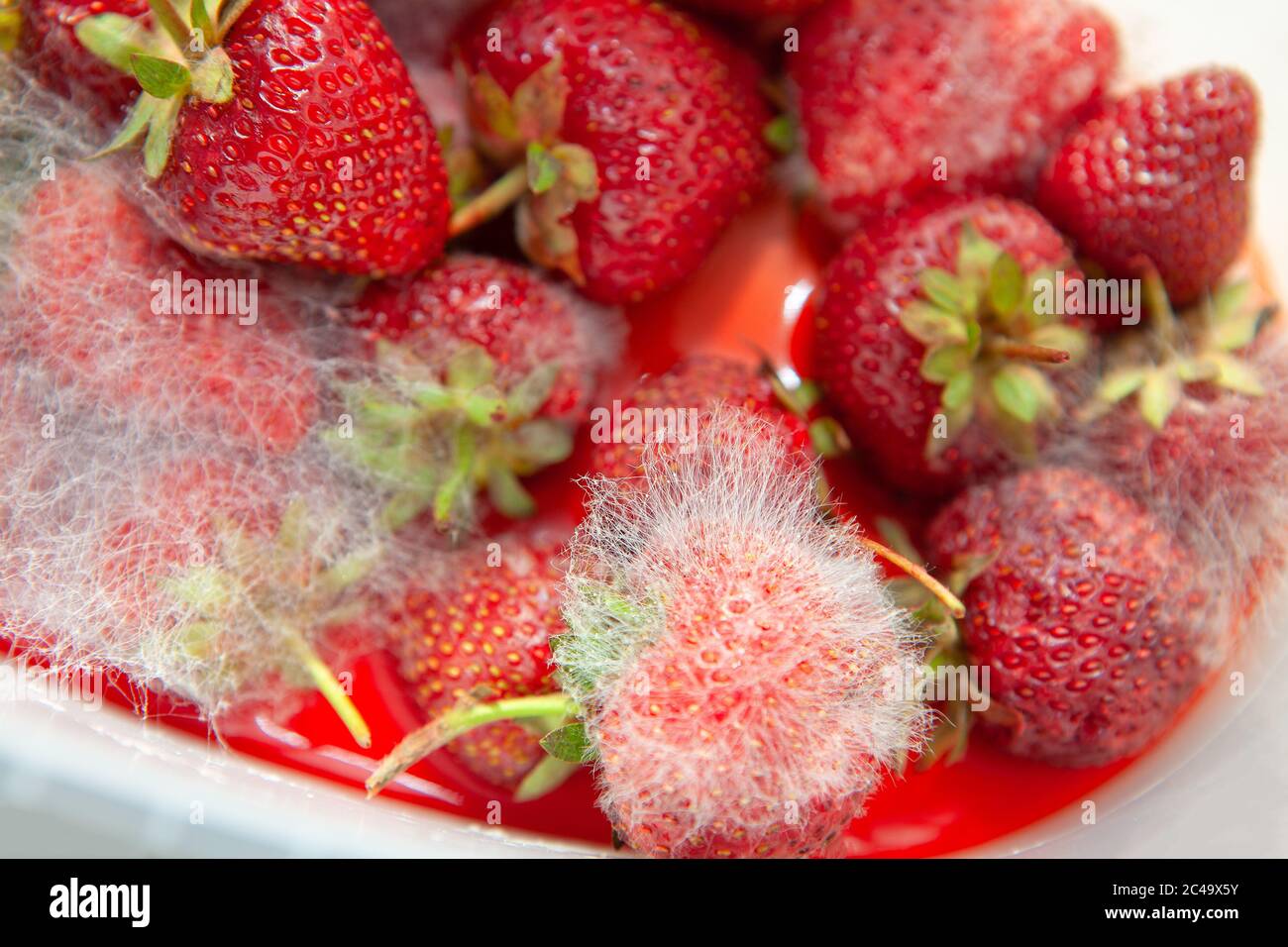 Moldy strawberry hi-res stock photography and images - Alamy