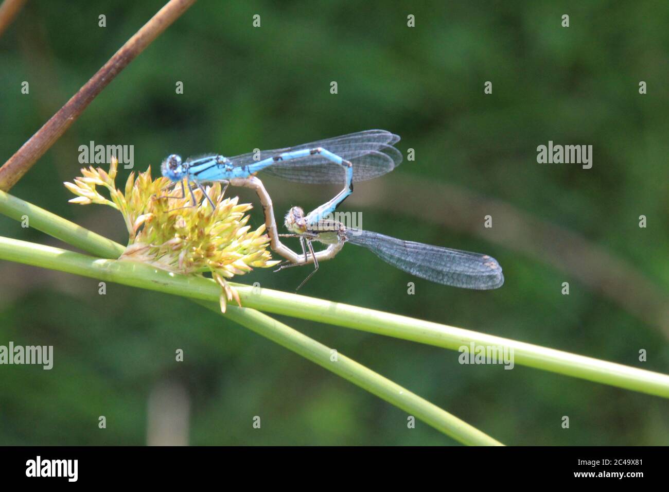 mating common blue damselflies in a heart shape, Wales, UK Stock Photo ...