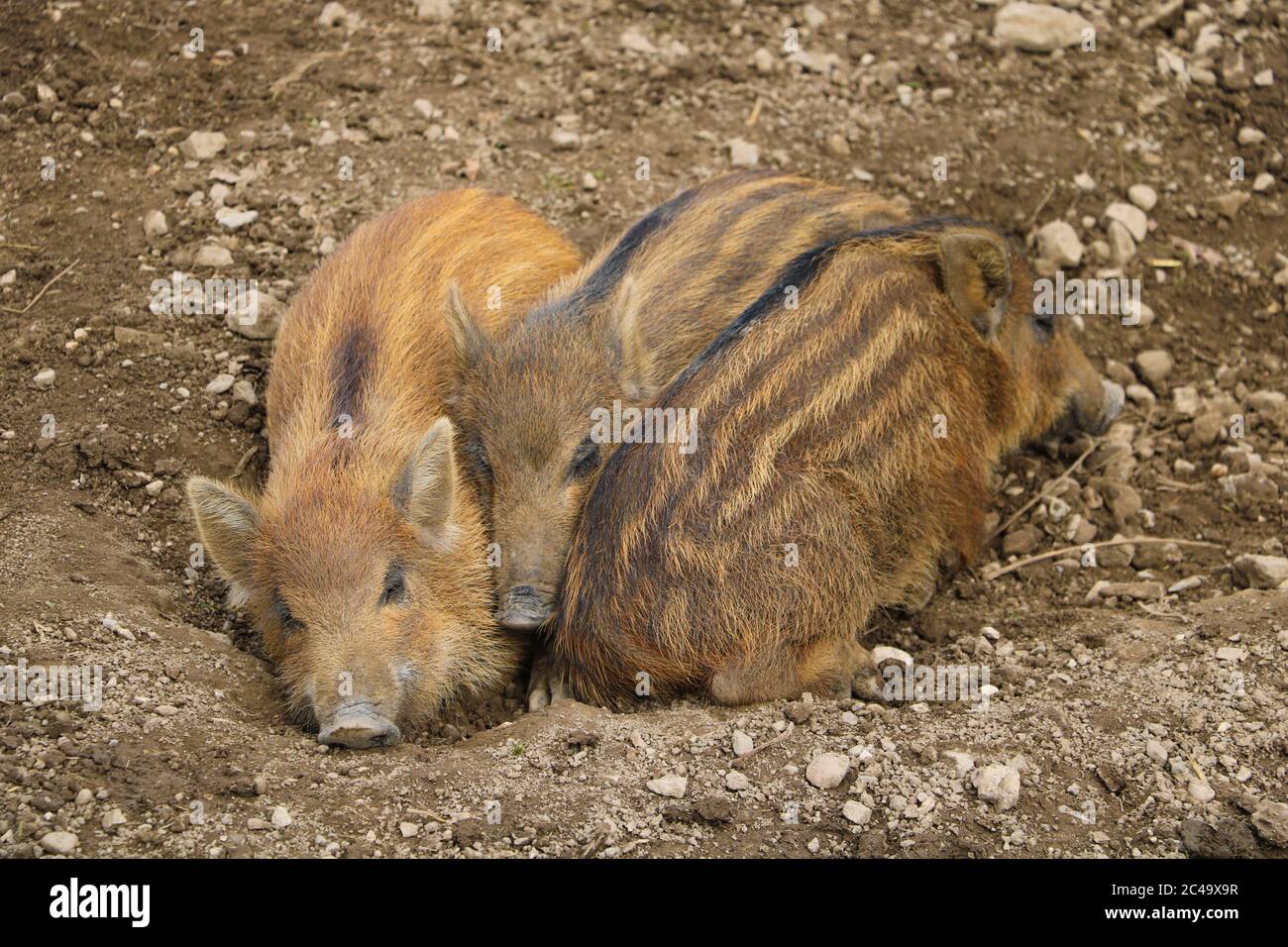 Small baby pig hi-res stock photography and images - Alamy
