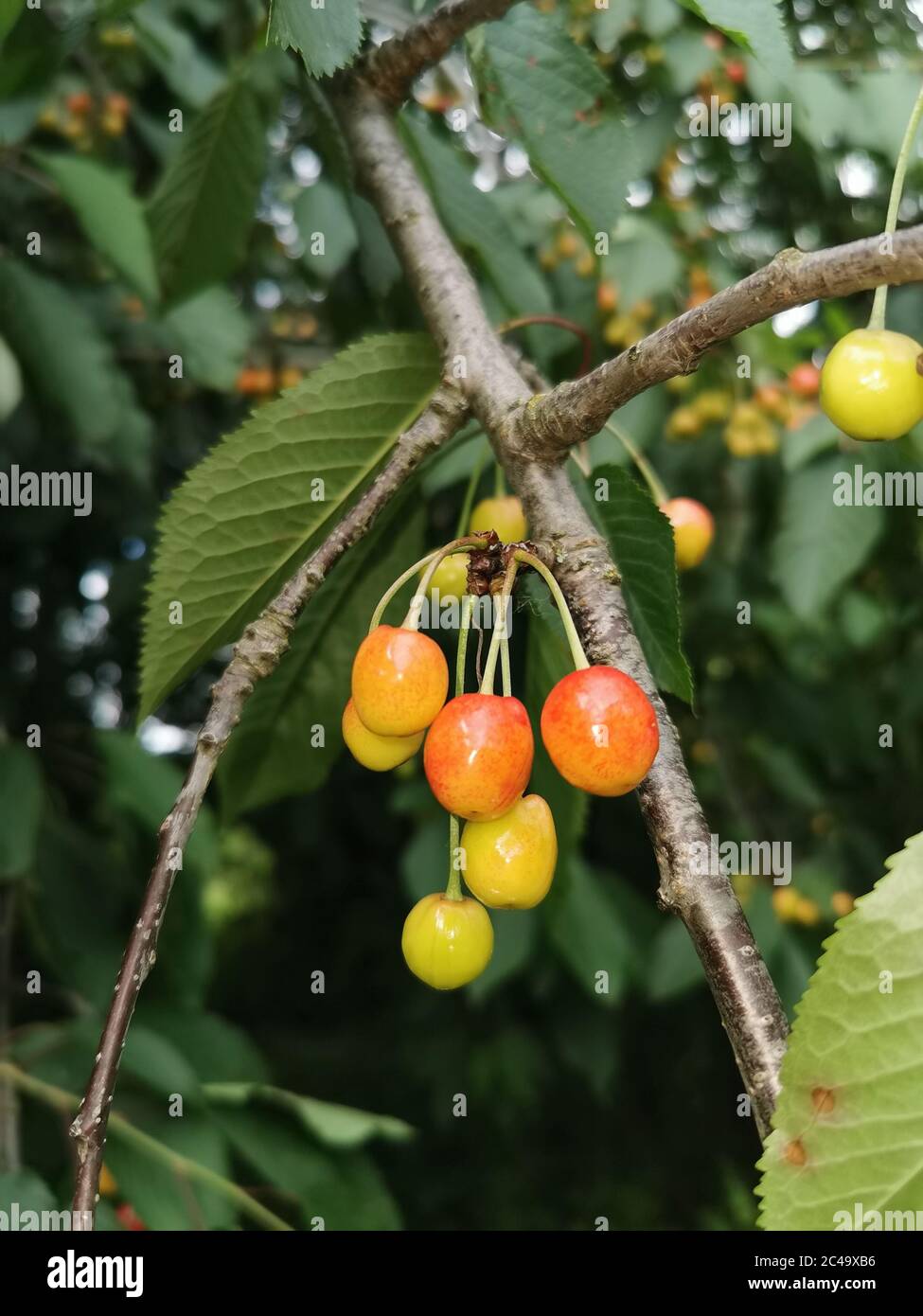 Not ripe hi-res stock photography and images - Alamy