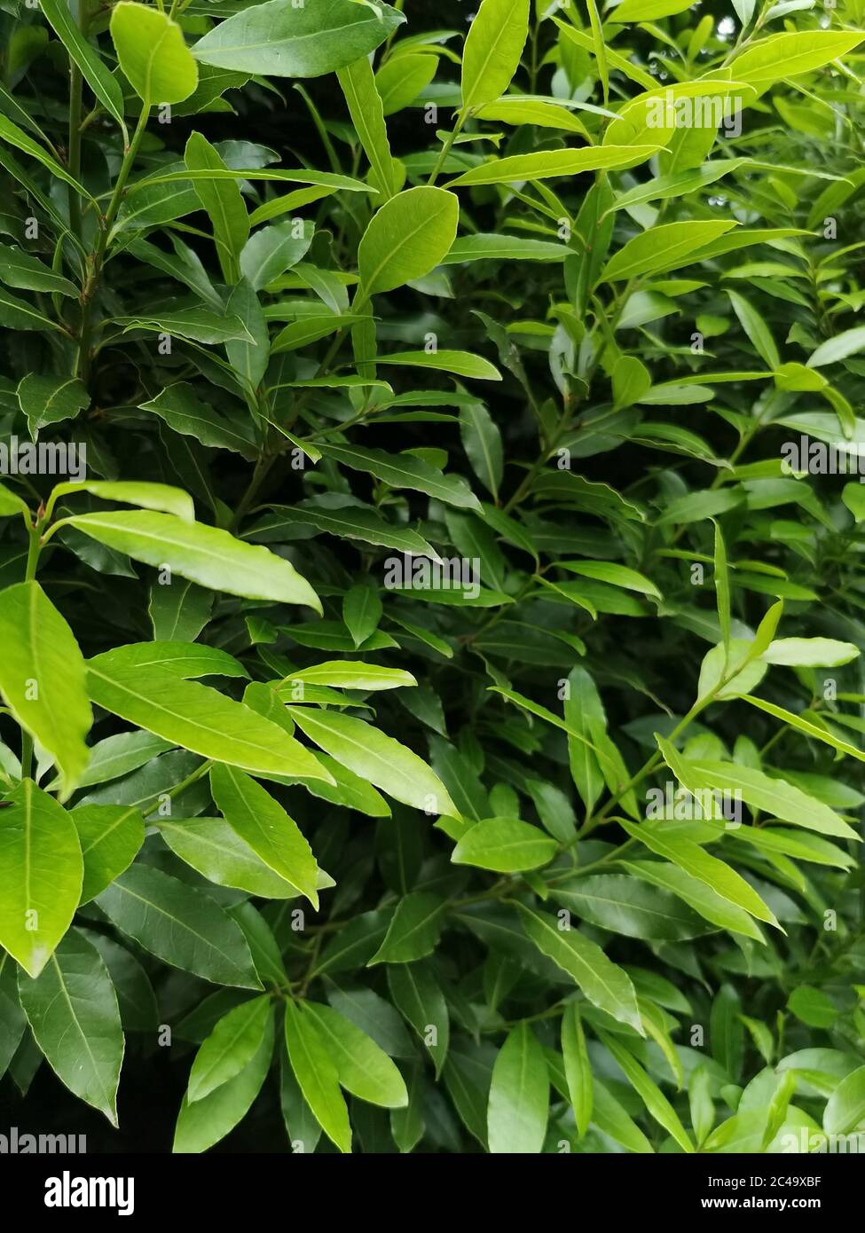 Laurel tree hi-res stock photography and images - Alamy