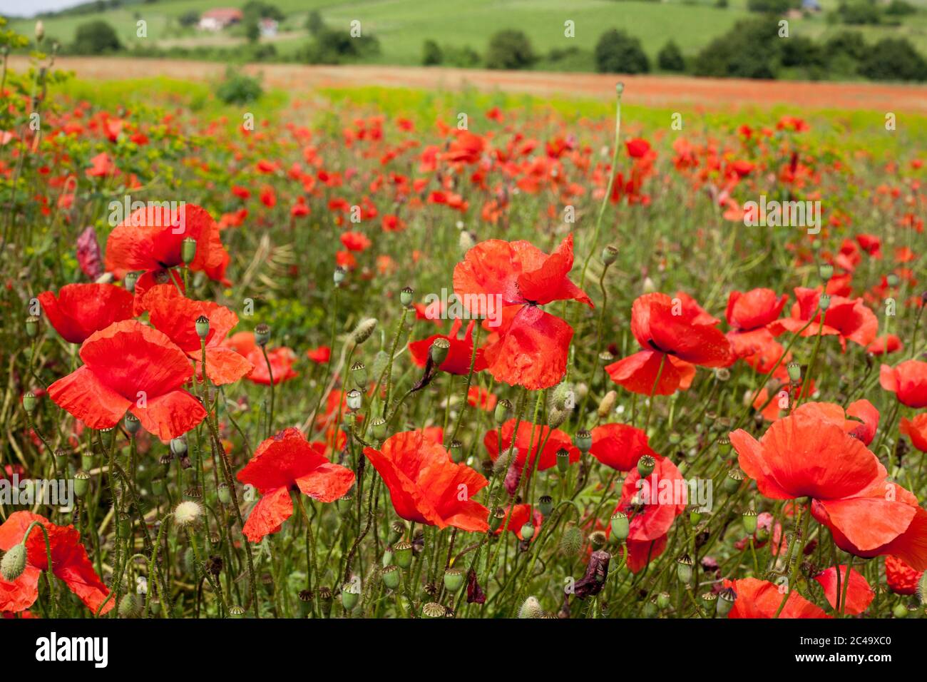 Poppys with sunset hi-res stock photography and images - Alamy