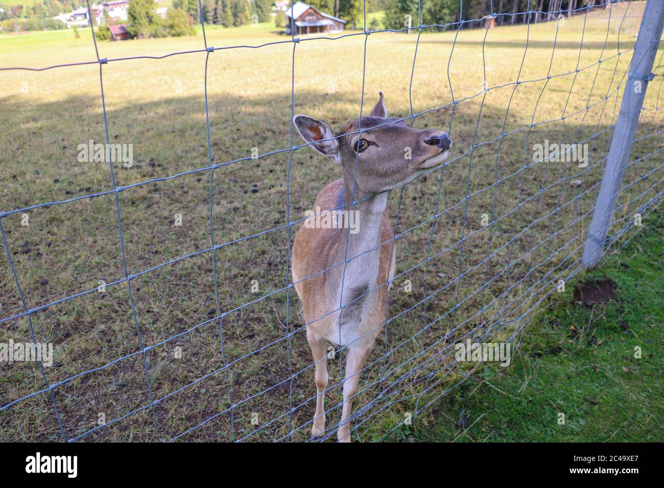 Healthy Breeding High Resolution Stock Photography and Images - Alamy