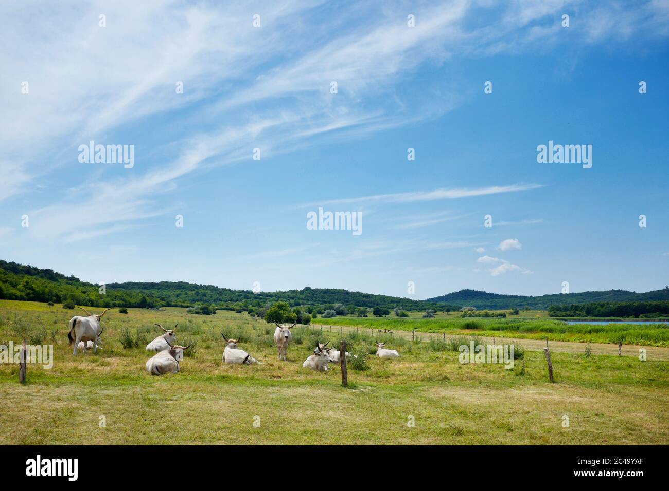 Rural scenery with hungarian gray cattles at Tihany near to Lake ...