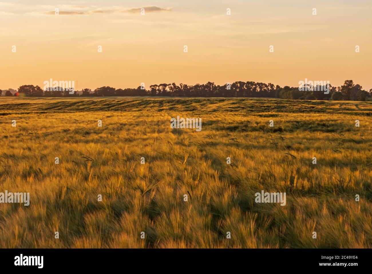 summer rye field at sunset Stock Photo - Alamy