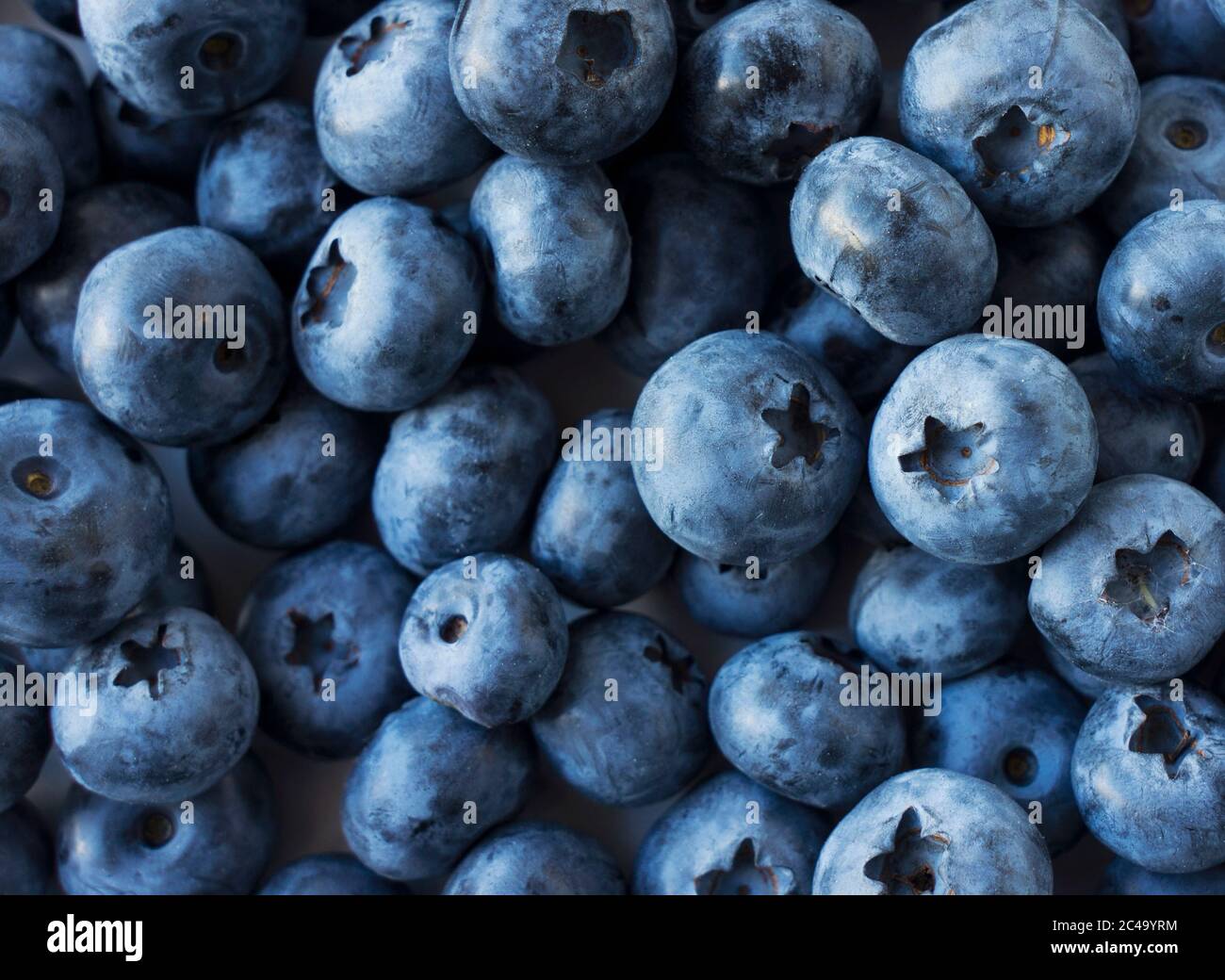 Fresh Blueberry Background. Texture blueberry berries close up Stock ...