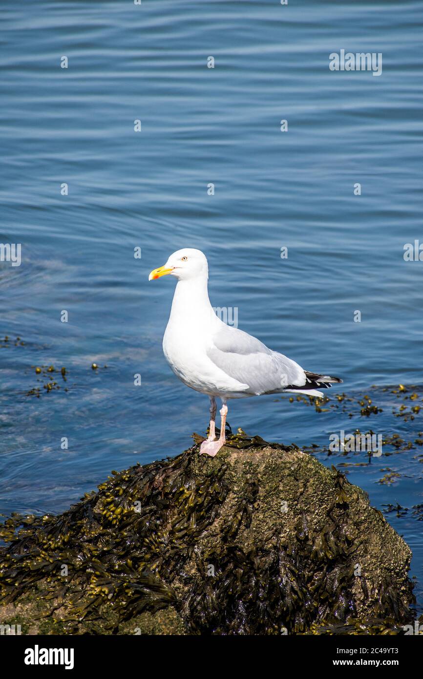 Coastal poses hi-res stock photography and images - Alamy