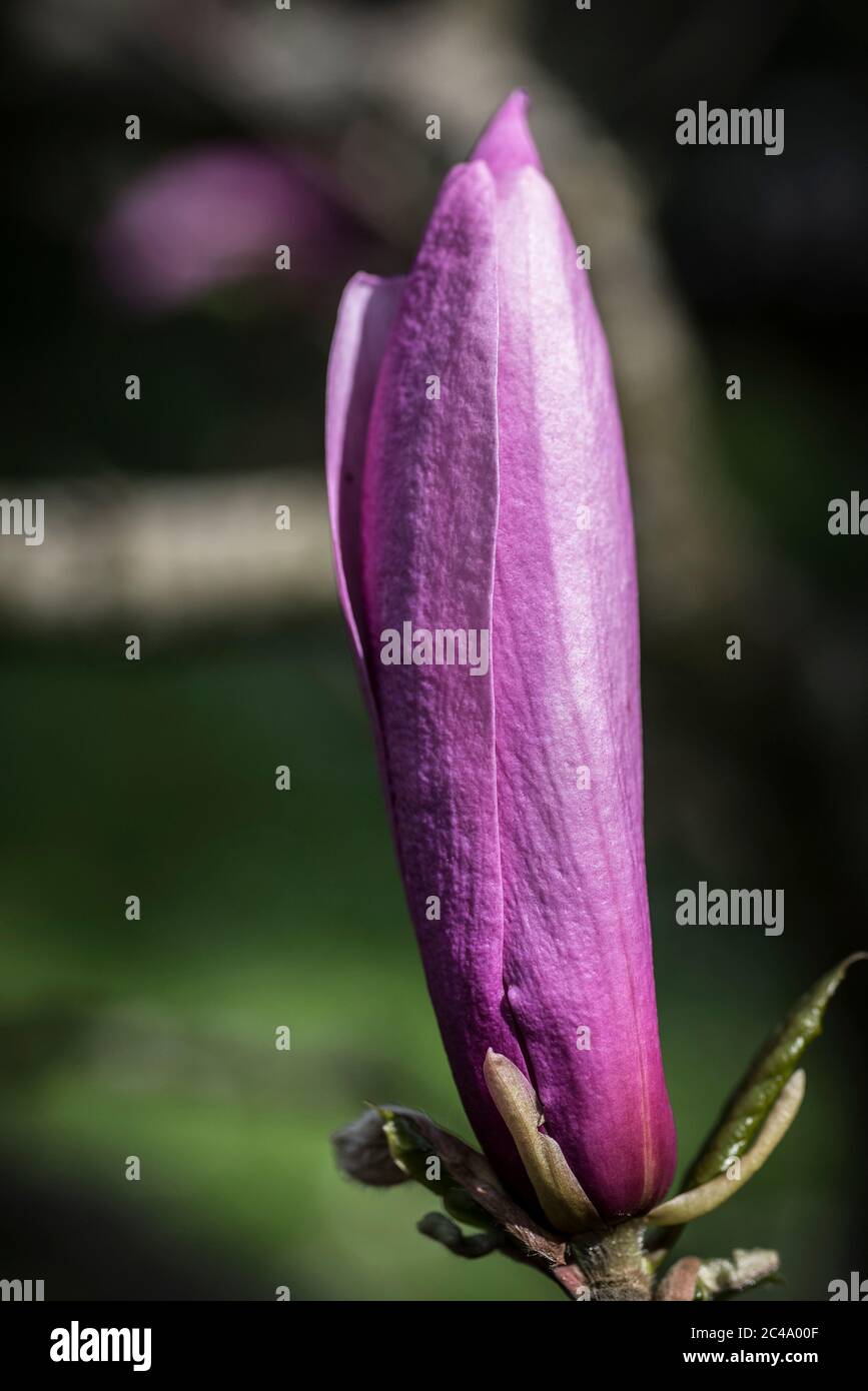 Unopened bloom hi-res stock photography and images - Alamy