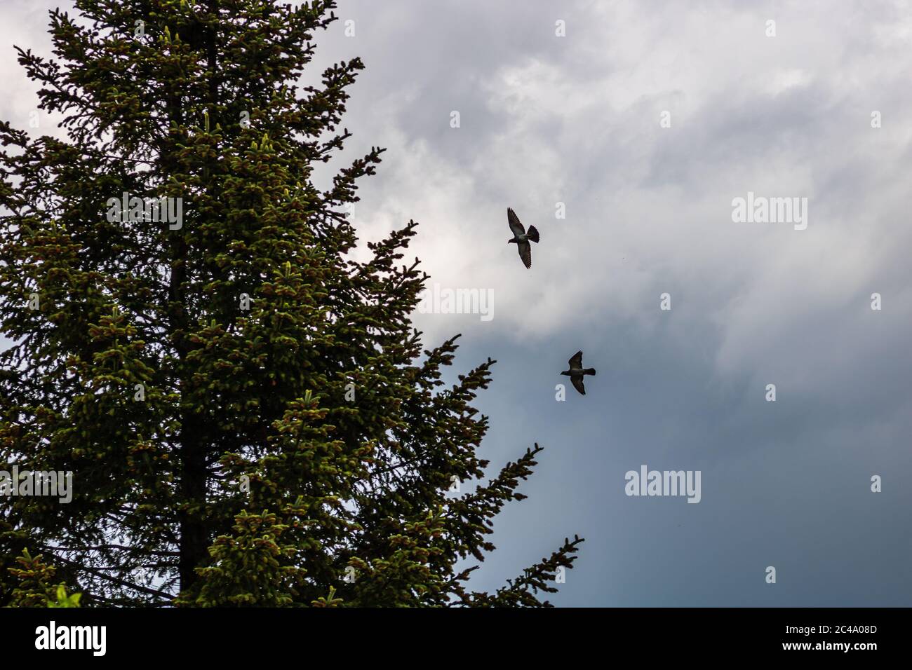 Two pigeons flying in hi-res stock photography and images - Alamy