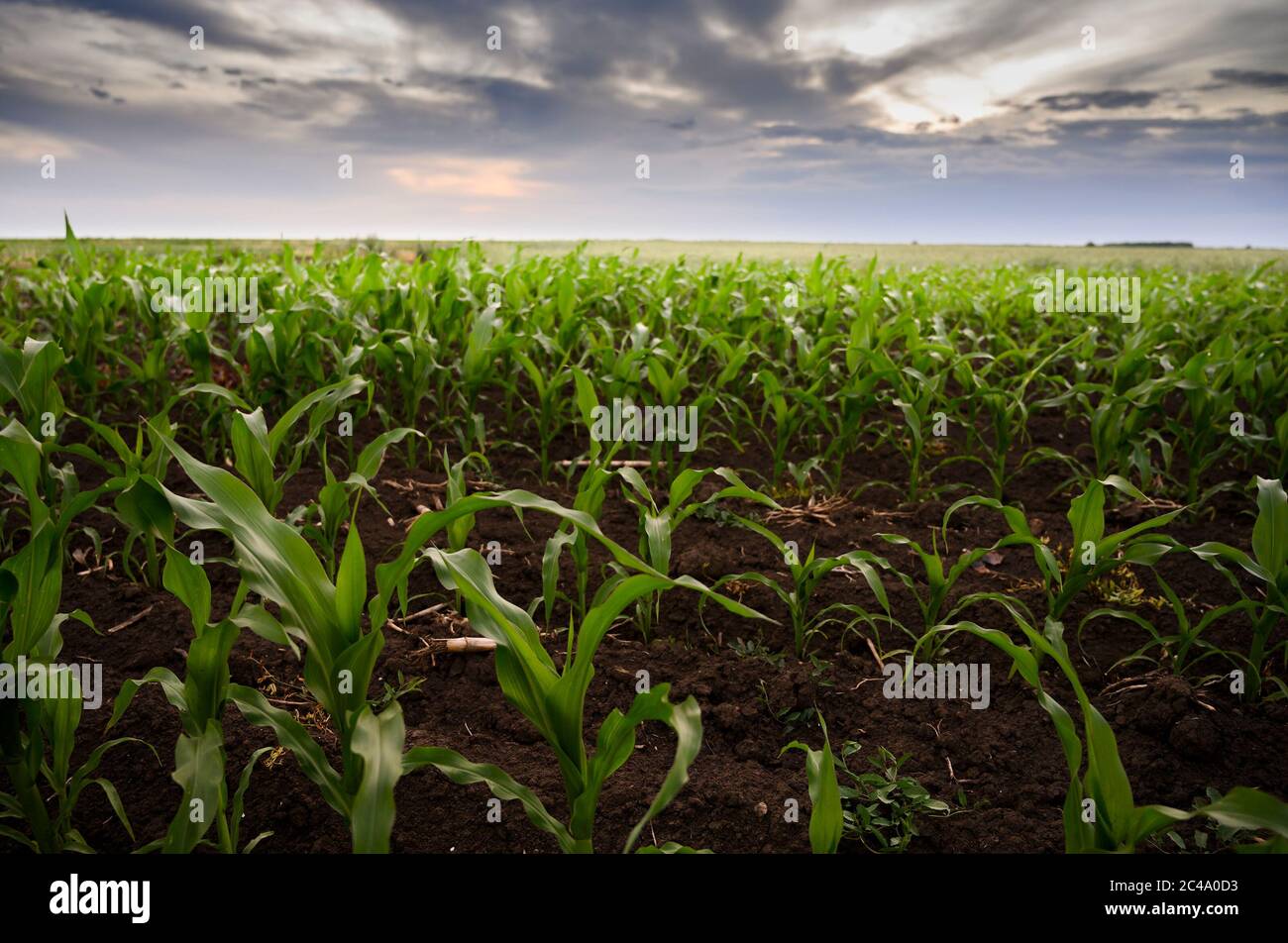 Open corn field at sunset.Corn field Stock Photo - Alamy