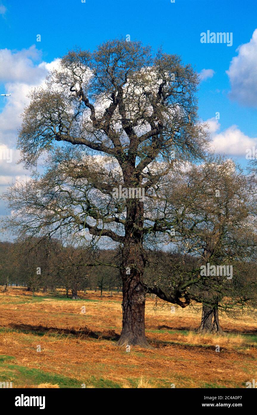 Richmond Park Surrey England Tree in Winter Stock Photo - Alamy
